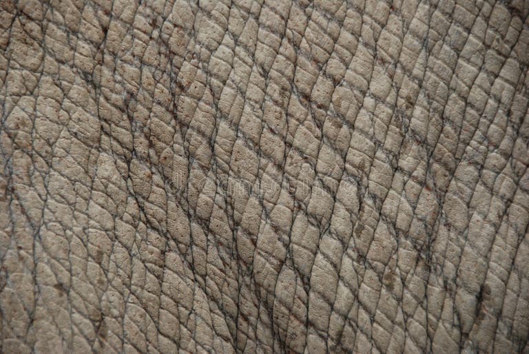 452 Rhino Skin Texture Stock Photos - Free & Royalty-Free Stock Photos ...