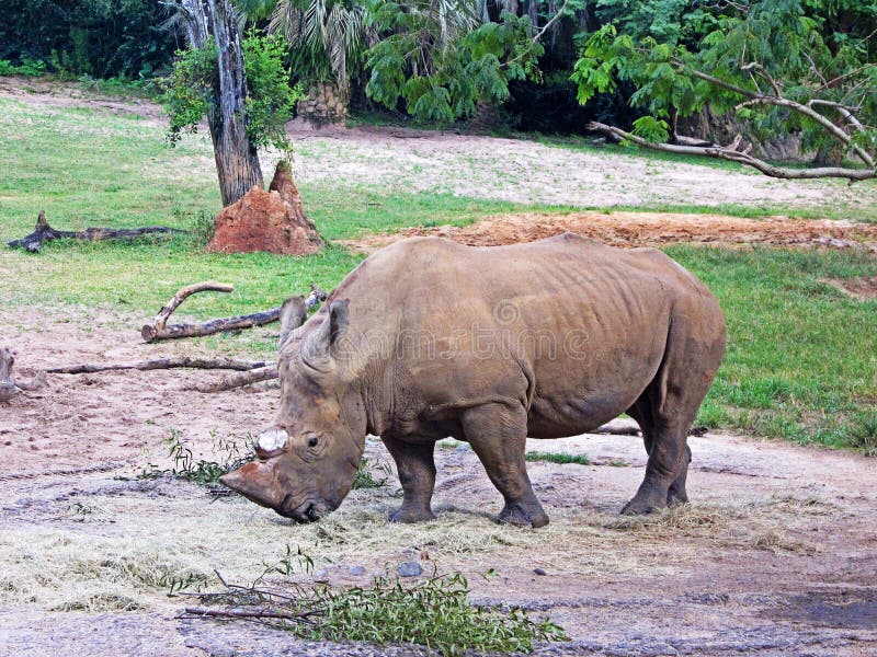 Rhino stock image. Image of rhino, standing, animal, nature - 96825955