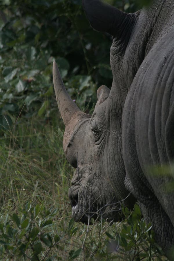 Rhino from back stock photo. Image of south, africa, travel - 7296532