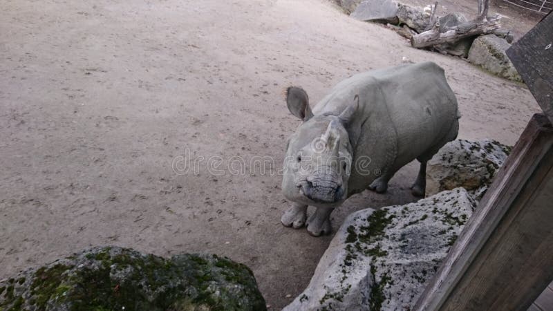 Rhino stock photo. Image of schoenbrunn, vienna, beautiful - 99231322
