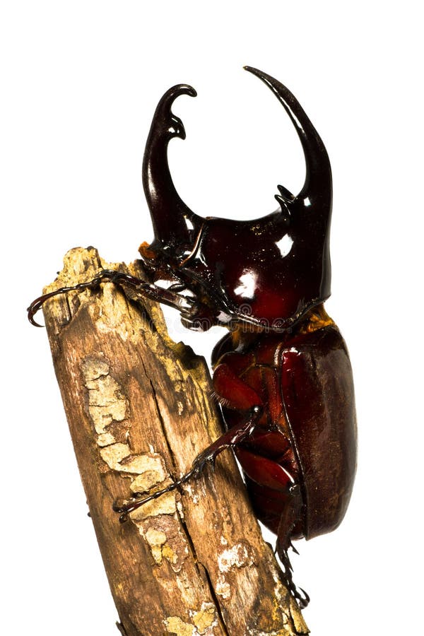 Rhino beetle on a log stock photo. Image of beetle, beetles - 29211992