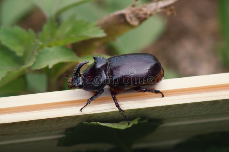 Rhino Beetle on Wooden Bench - Insect in Garden Stock Image - Image of ...