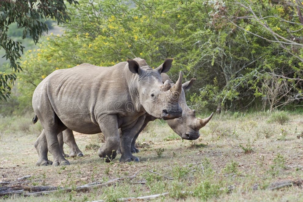 Rhino Beware stock image. Image of thick, rare, savannah - 7627509