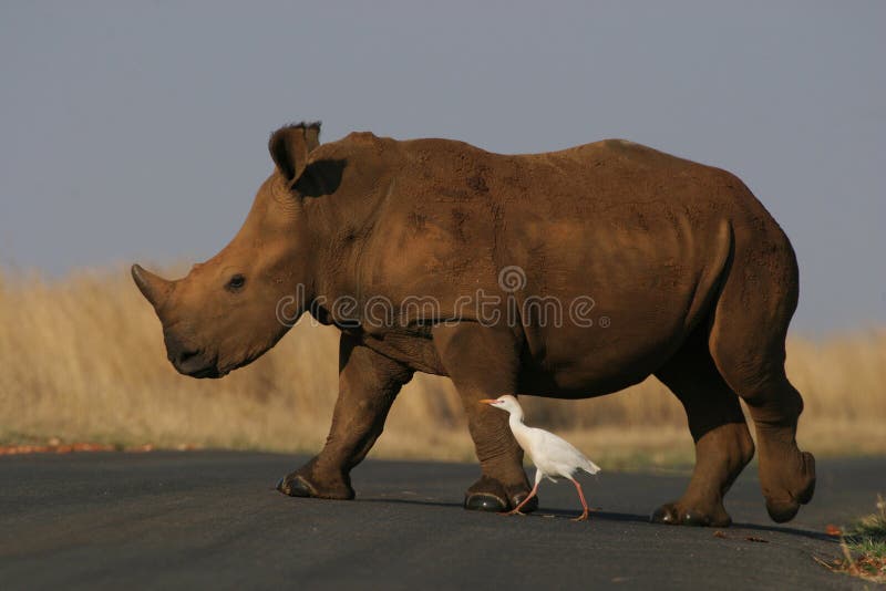 Rhino and bird stock image. Image of fauna, beauty, mammal - 9412543