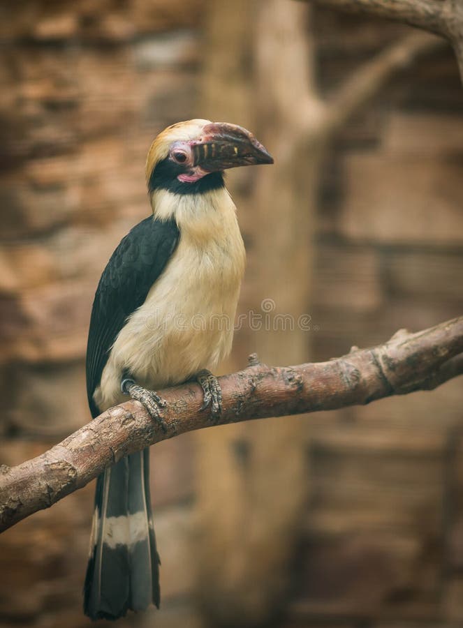 Rhino and bird stock image. Image of fauna, beauty, mammal - 9412543