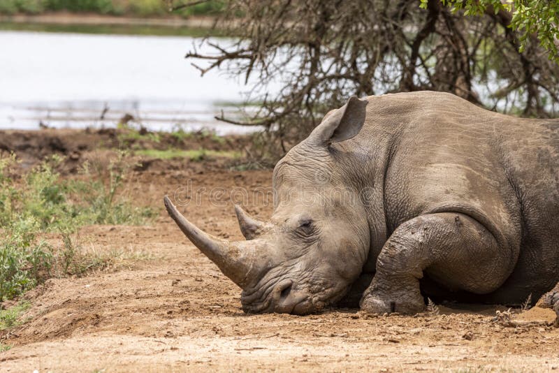 Rhino Bull Sleeping Under a Tree Stock Image - Image of mammal ...