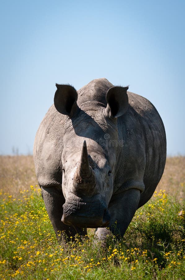 Rhino charging stock image. Image of food, dangerous - 29333081