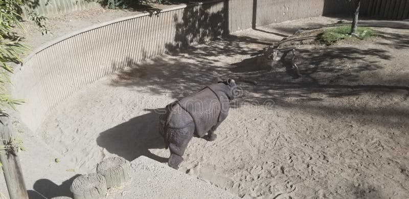 Rhino City stock image. Image of rhino, moments, share - 126786089