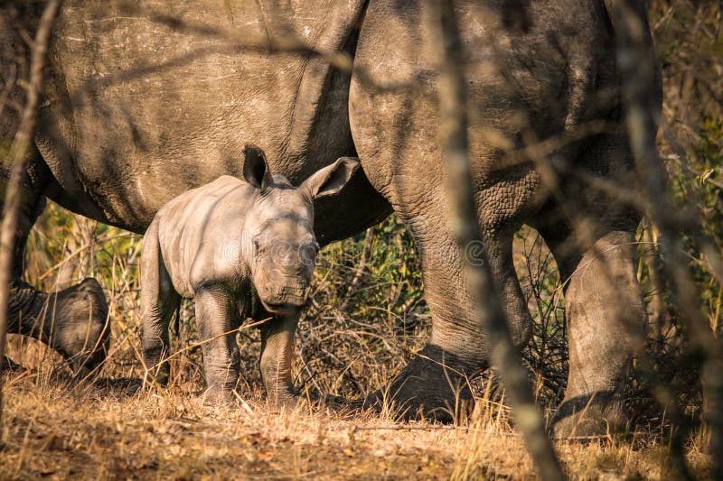 Rhino cub with its mother stock photo. Image of peace - 59287664
