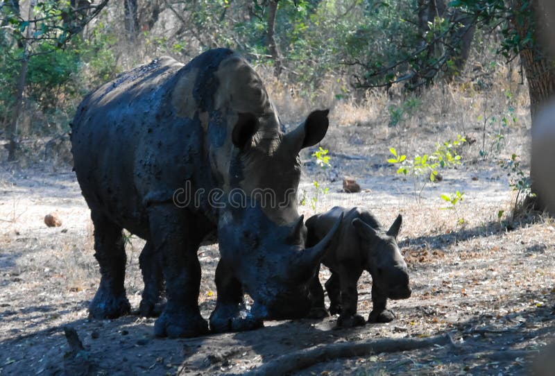 Rhino with Cub in Mkhaya Game Reserve, Swaziland Stock Photo - Image of ...