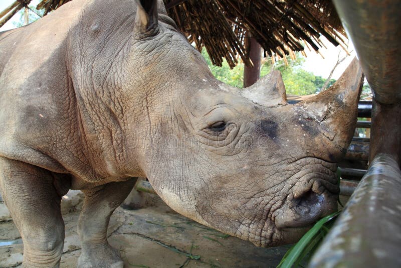 Rhino eating grass stock image. Image of child, africa - 27472889