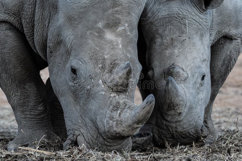 Rhino eating some grass stock photo. Image of animals - 161672344