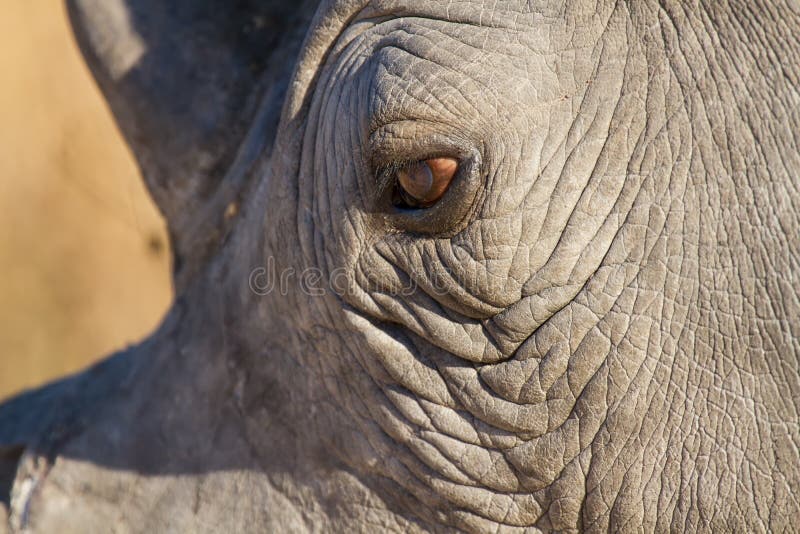 Rhino Eye Close-up Looking Sad in Sunlight Stock Image - Image of close ...