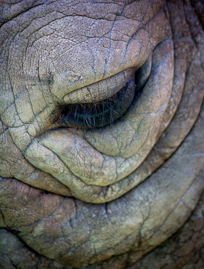 Rhino eye stock image. Image of african, nature, natural - 31681961