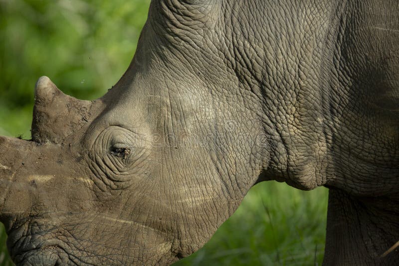 Rhino Eye stock photo. Image of wildlife, showing, rhino - 138547268