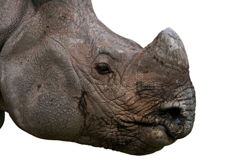 Rhino Face Royalty Free Stock Photos - Image: 15869578