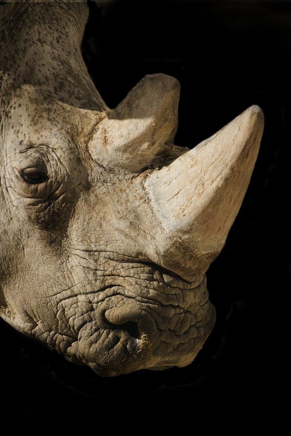 Rhino stock image. Image of safari, conservation, animal - 31985167