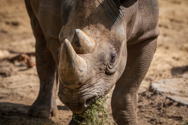 Rhino facing stock photo. Image of rhino, rhinoceros - 47043158
