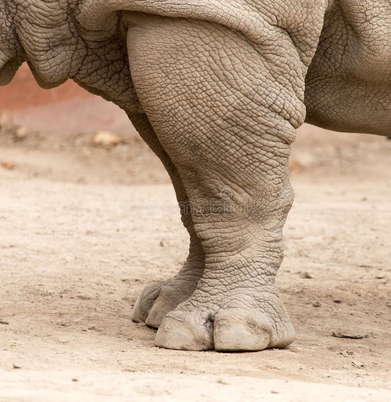 Rhino Feet on the Ground in Nature Stock Photo - Image of background ...