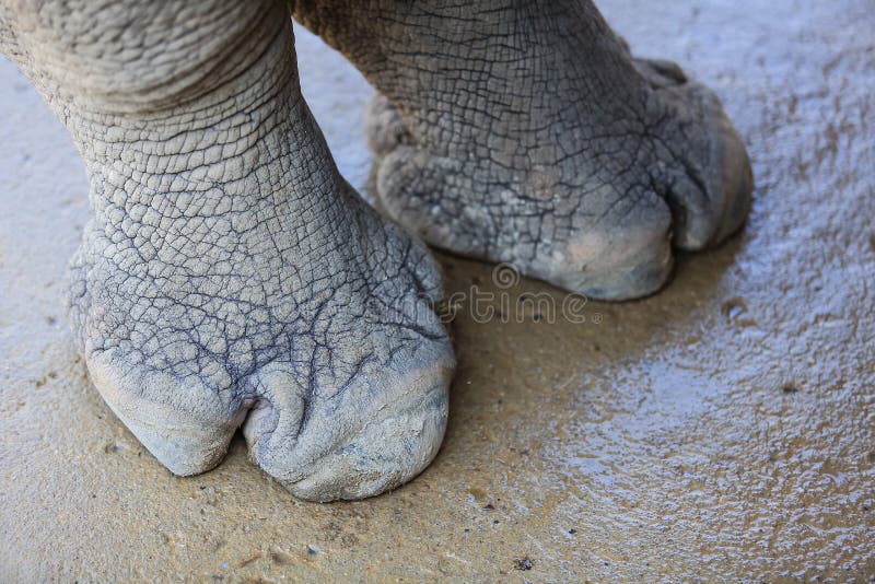 Rhino foot stock photo. Image of wildlife, african, grass - 35719718