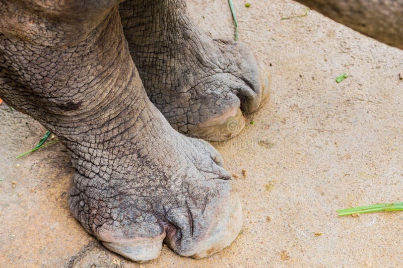 Rhino foot. stock image. Image of area, toes, nature - 33589209