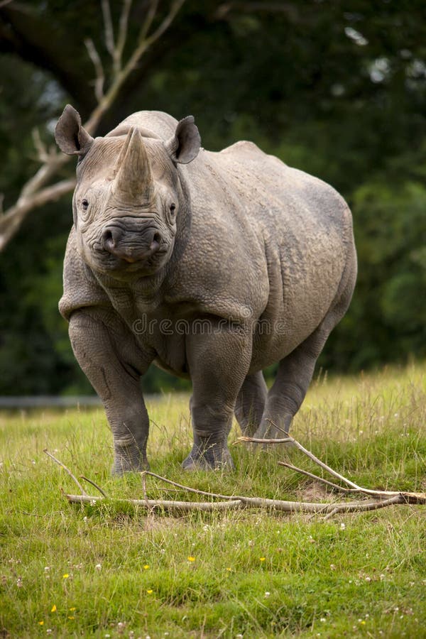 Rhino front stock image. Image of grey, reserve, game - 25933865