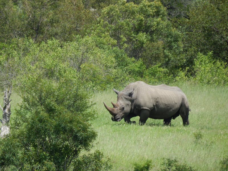Rhino stock photo. Image of national, walking, kruger - 60755932