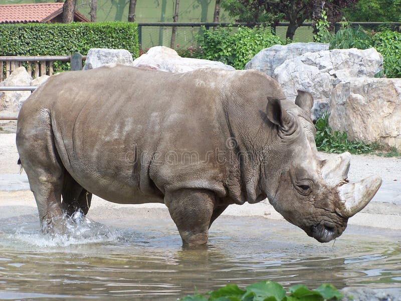 Rhino stock image. Image of wild, bear, rabbit, rhino - 38811455