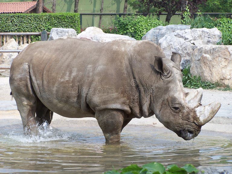 Rhino stock image. Image of wild, bear, rabbit, rhino - 38811455