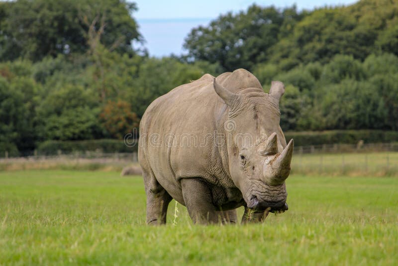 Rhino in grass stock photo. Image of grass, rhino, large - 162515042