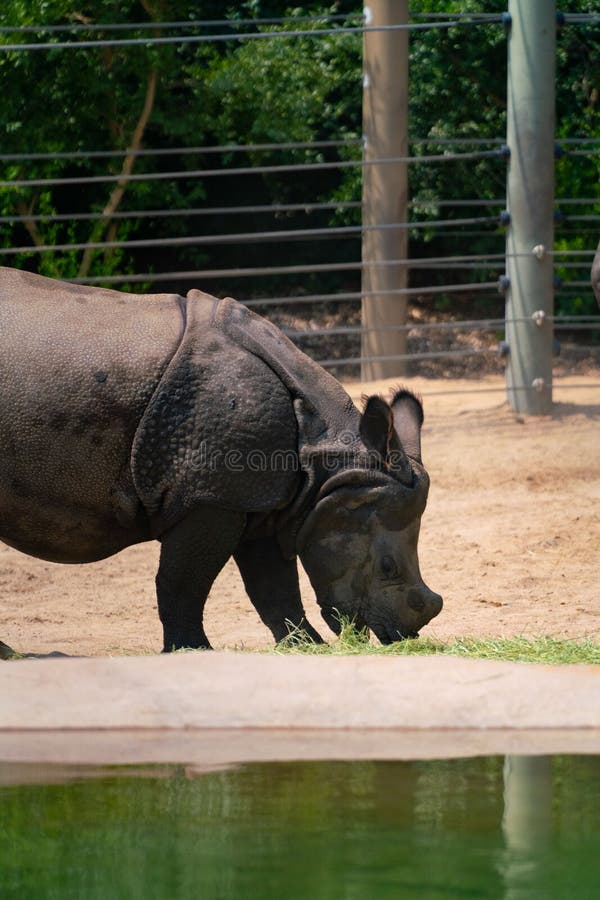 Rhino grazing grass in zoo stock image. Image of rhinocerotidae - 266697893