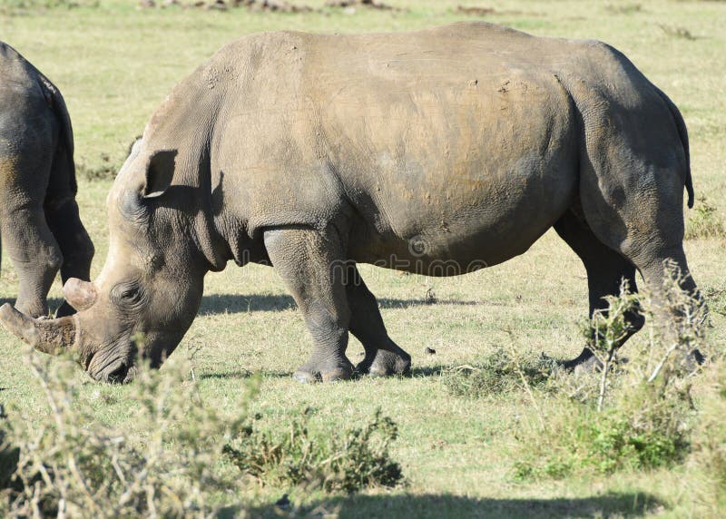 Feeding Rhino stock photo. Image of skin, natural, rhino - 354566350