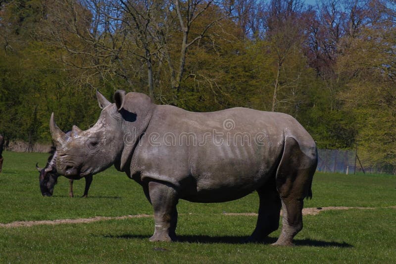 Rhino on the green grass. stock image. Image of mammal - 147113467
