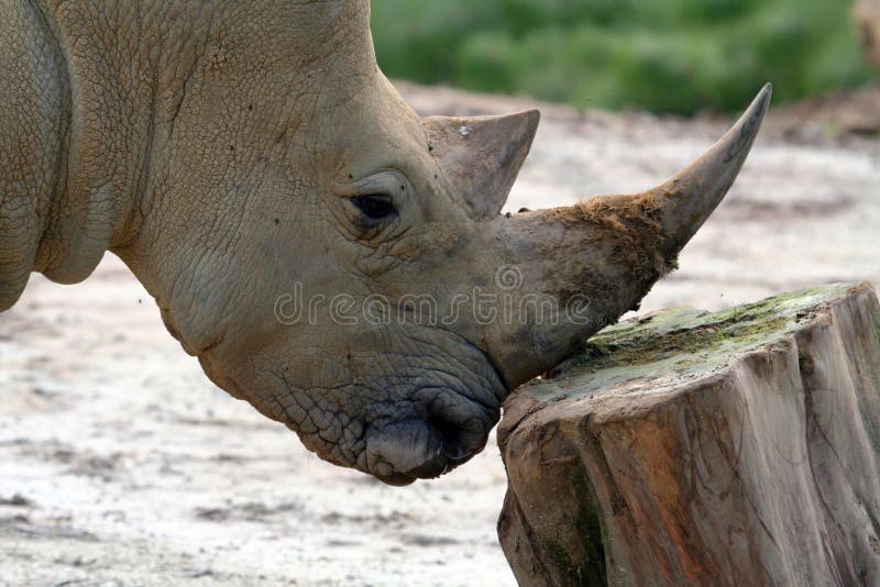 Rhino head stock image. Image of head, endangered, animal - 904311