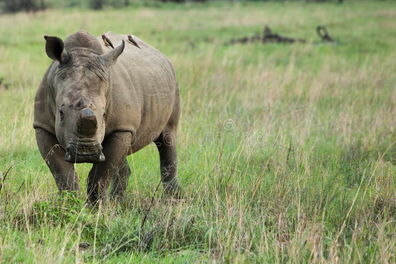 Rhino with horn cut off stock photo. Image of chopped - 50135580