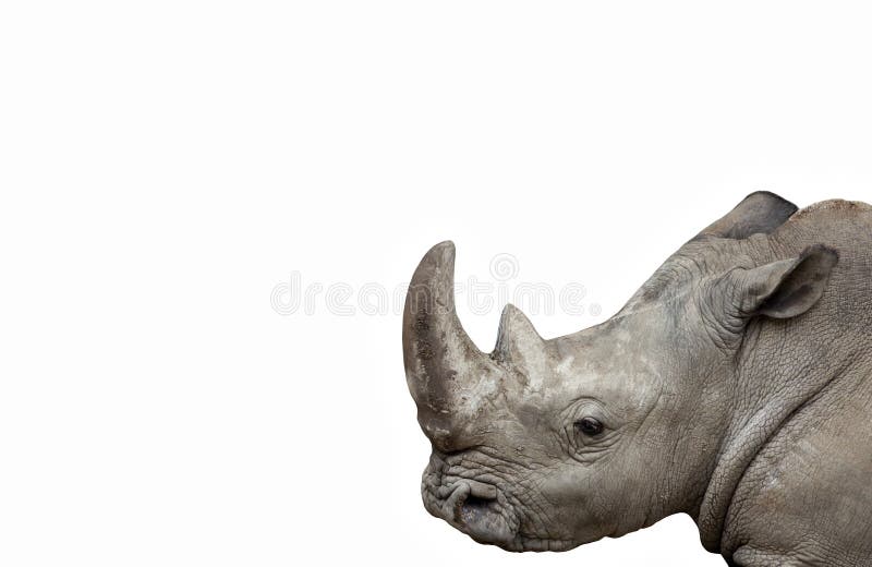 Rhino isolated stock image. Image of endangered, dangerous - 33477581