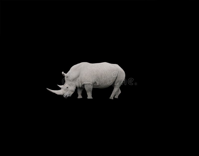 Rhino Isolated on Black Blackground Stock Image - Image of dangerous ...
