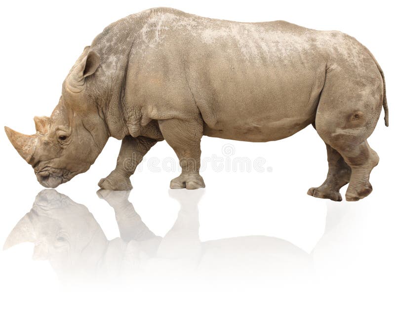 Rhino isolated stock image. Image of strength, reservation - 39297343