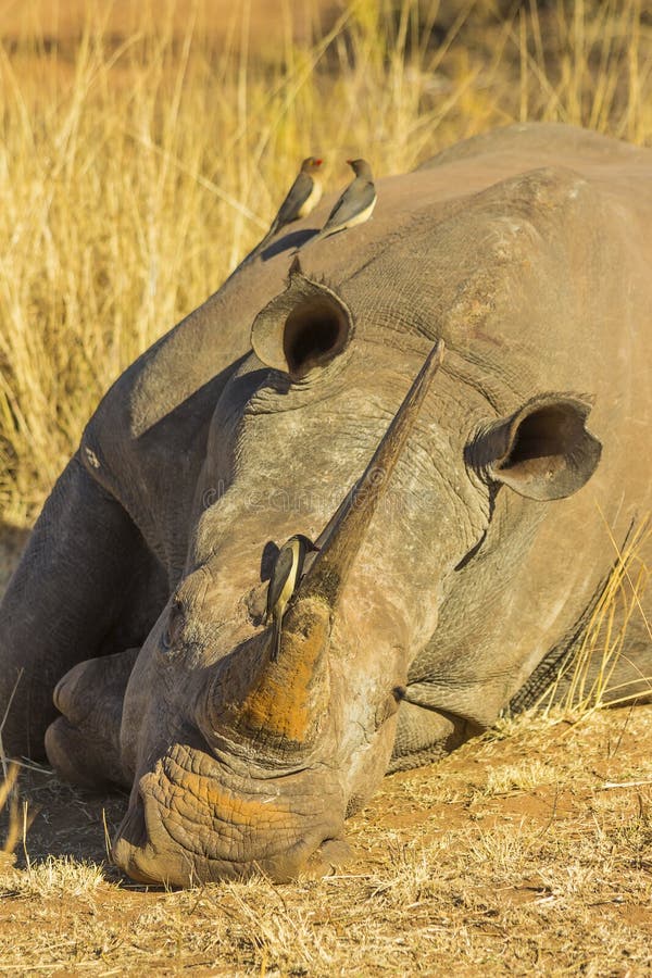 Black Rhino Lying Down Stock Photos - Free & Royalty-Free Stock Photos ...