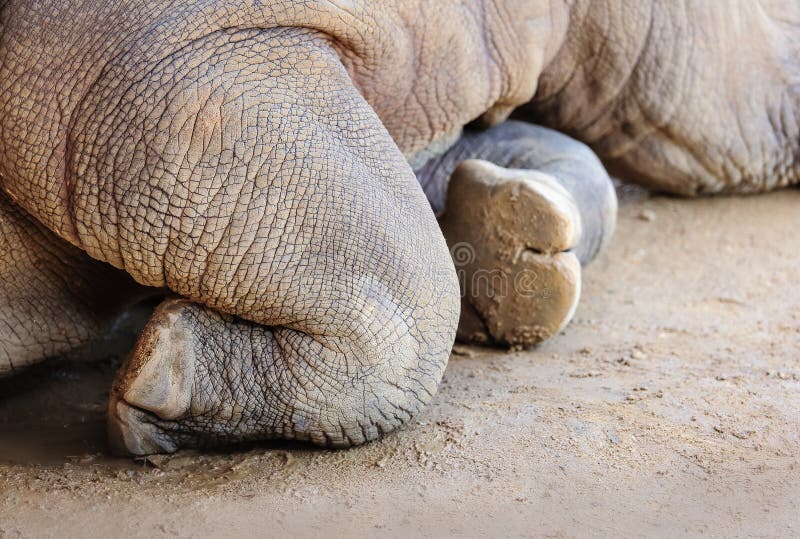 Rhino legs stock photo. Image of organic, dirty, thick - 38834696