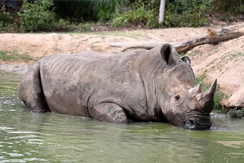 1,296 Dirty Rhino Stock Photos - Free & Royalty-Free Stock Photos from ...
