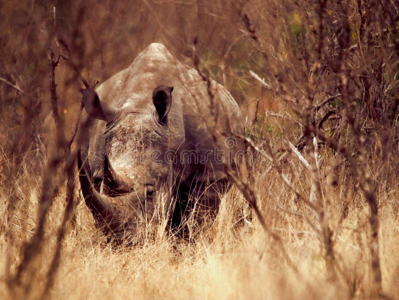 Rhino in Nature Eating Dry Grass Stock Photo - Image of lion, bovine ...