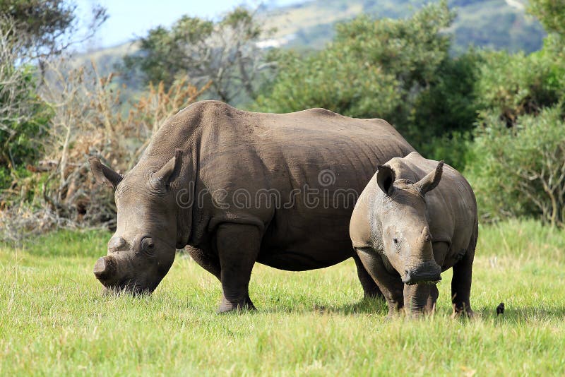 Rhino Pair stock photo. Image of pair, endangered, bush - 34255332