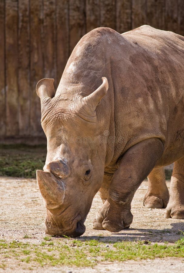 Rhino portrait stock image. Image of strong, wildlife - 22234087