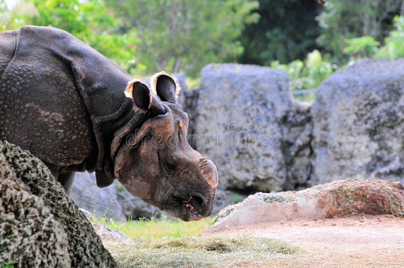 Rhino portrait stock image. Image of rock, asians, brown - 25127457