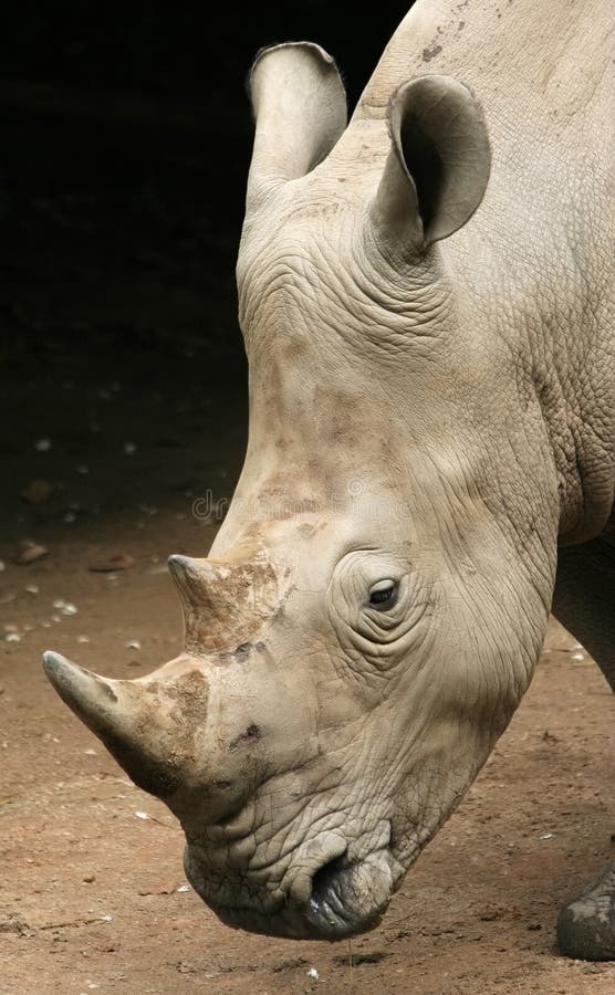 Rhino Portrait stock photo. Image of rhino, white, africa - 6653066