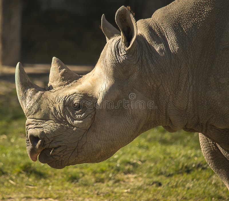 Rhino portrait stock photo. Image of wild, african, endangered - 41961074