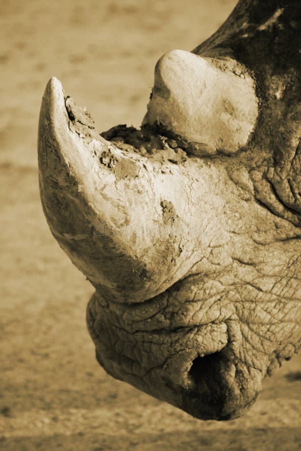 Rhino portrait stock photo. Image of conservation, animals - 30424572