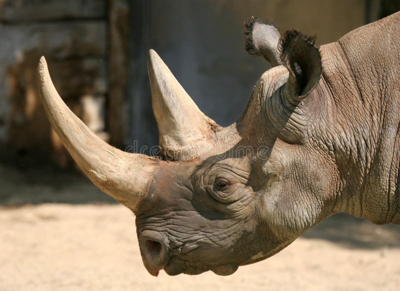 Rhino Profile stock image. Image of ancient, profile, rhinoceros - 6384369