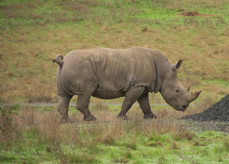 Rhino profile stock image. Image of grass, ivory, national - 104450423